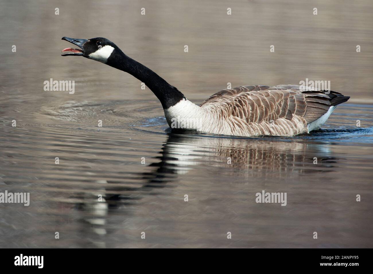 Canada goose aggressive behavior Stock Photo - Alamy