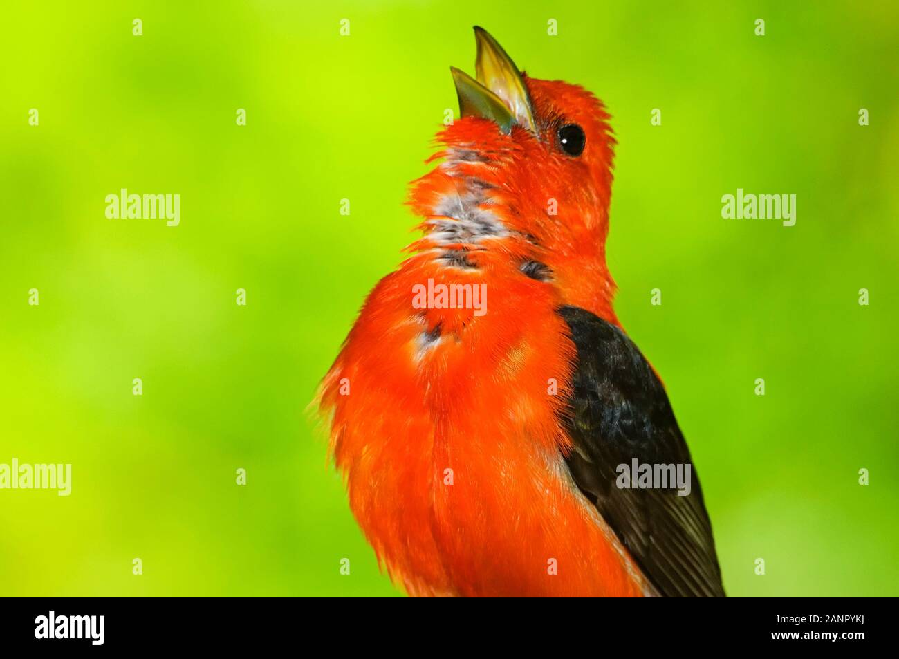 Scarlet tanager singing Stock Photo - Alamy