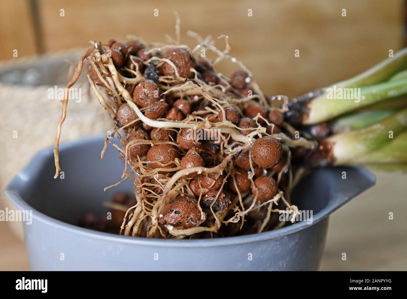 House plant with well grown roots in expanded clay pellets cultivated ...