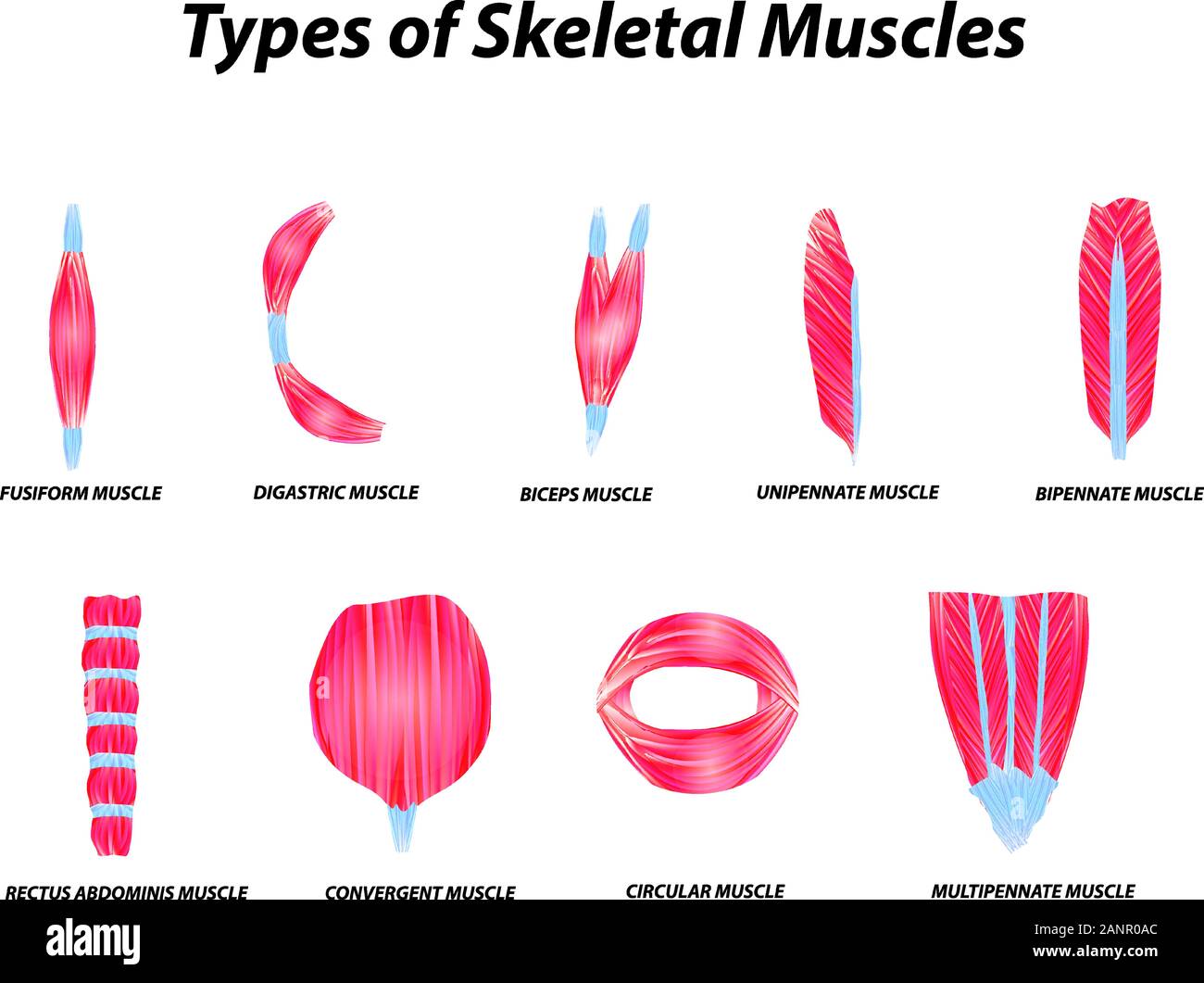The anatomical structure of skeletal muscles. Infographic. Vector ...