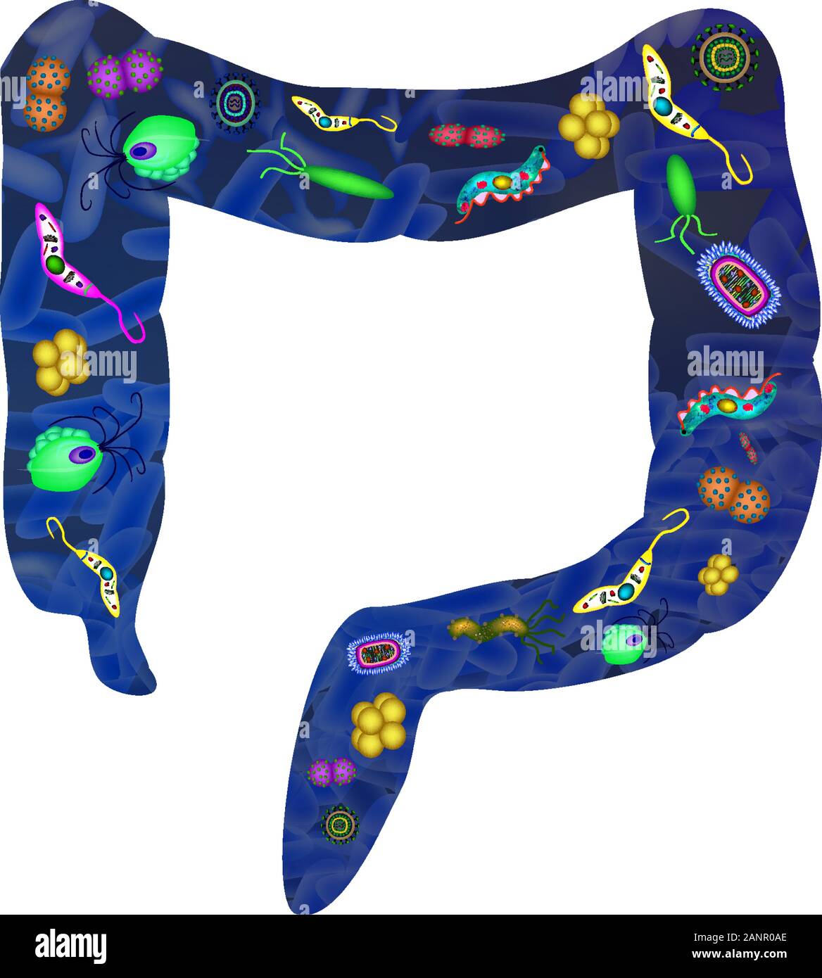 Pathogenic microflora in the intestine. Dysbacteriosis. Dysbiosis ...