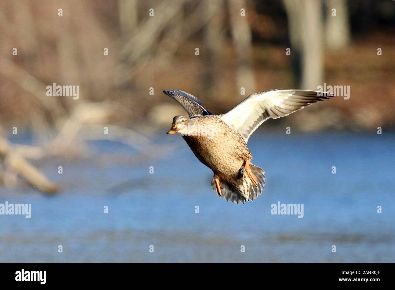 Mallards in flight hi-res stock photography and images - Alamy