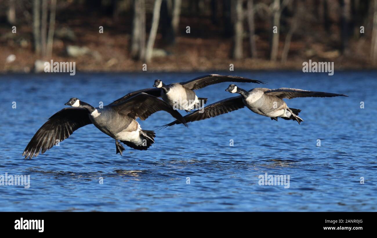 Canada goose wingspan hi-res stock photography and images - Alamy