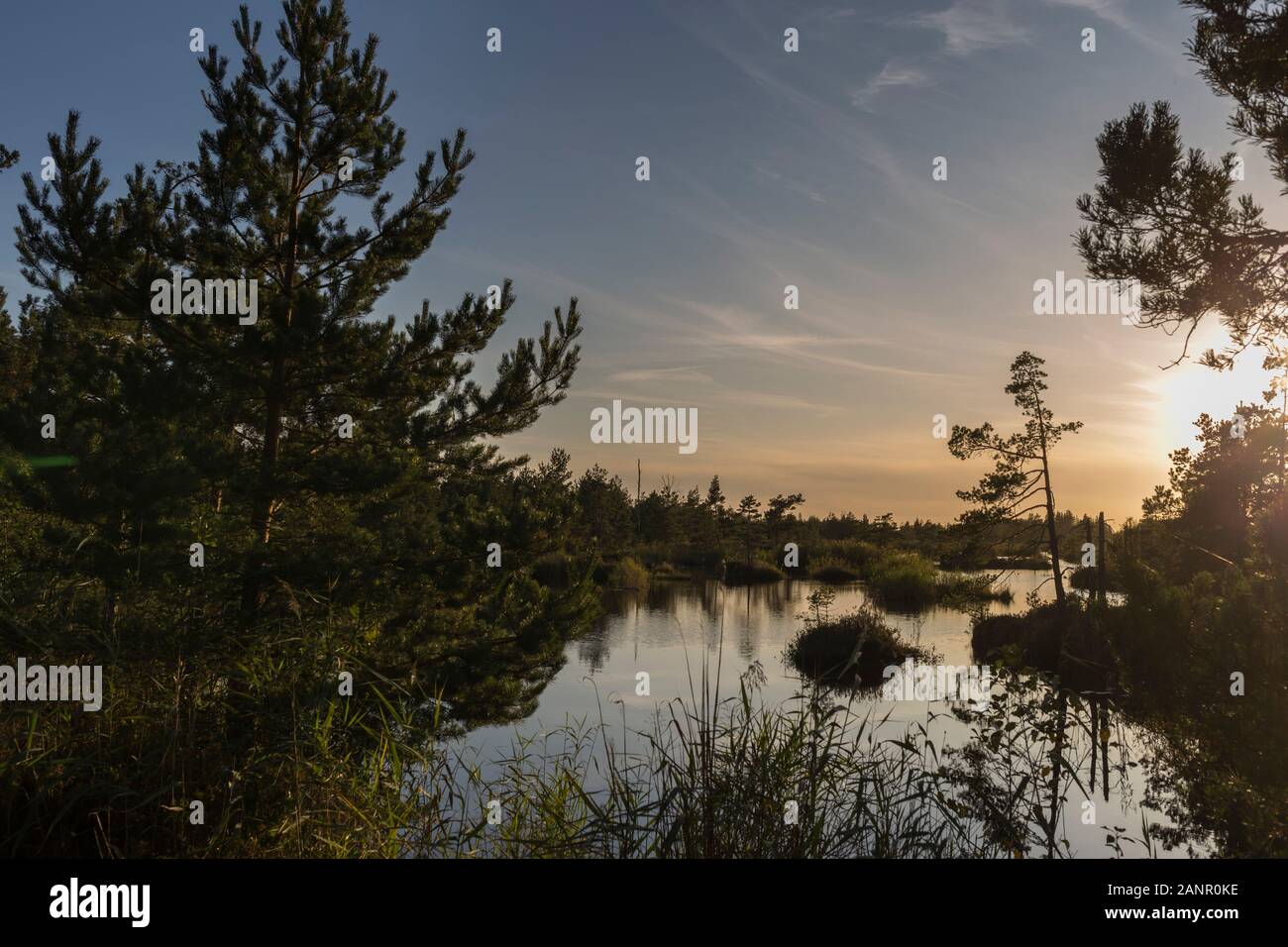Sunrise at foggy swamp with small dead trees covered in early morning ...