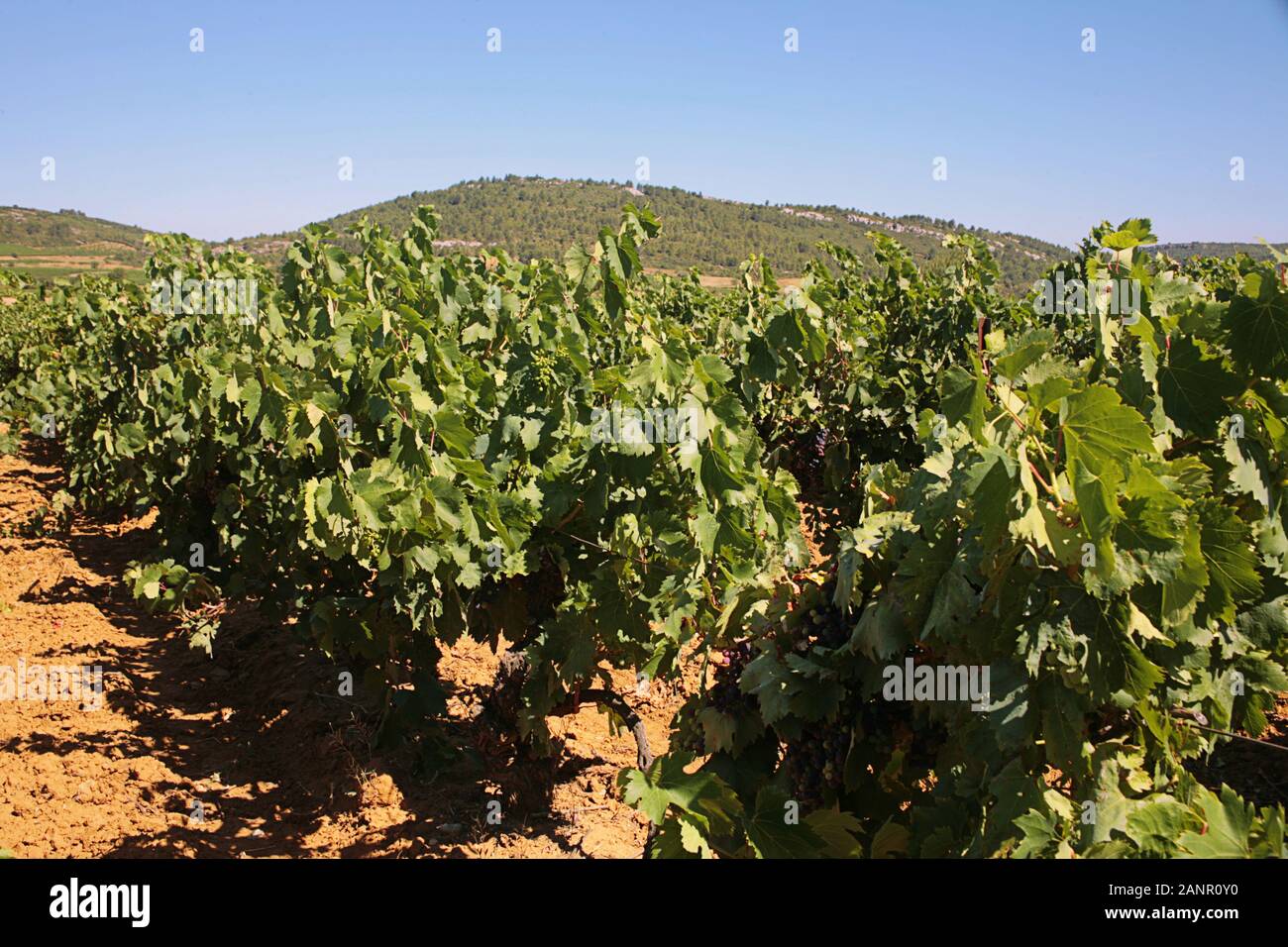 Carignan hi-res stock photography and images - Alamy