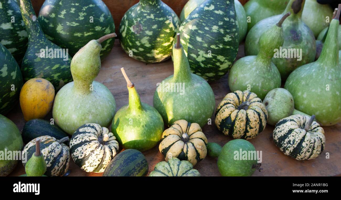 Large green gourds, various types. Calabash, grown in a greenhouse ...