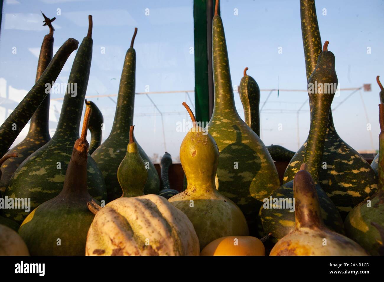 Calabash, grown in a greenhouse. Large green gourds, various types ...