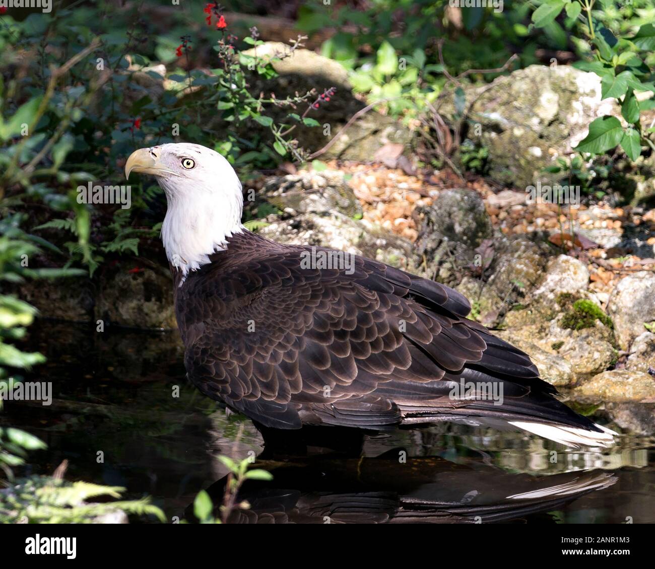 Bald Eagle image in the water with rock and foliage background ...