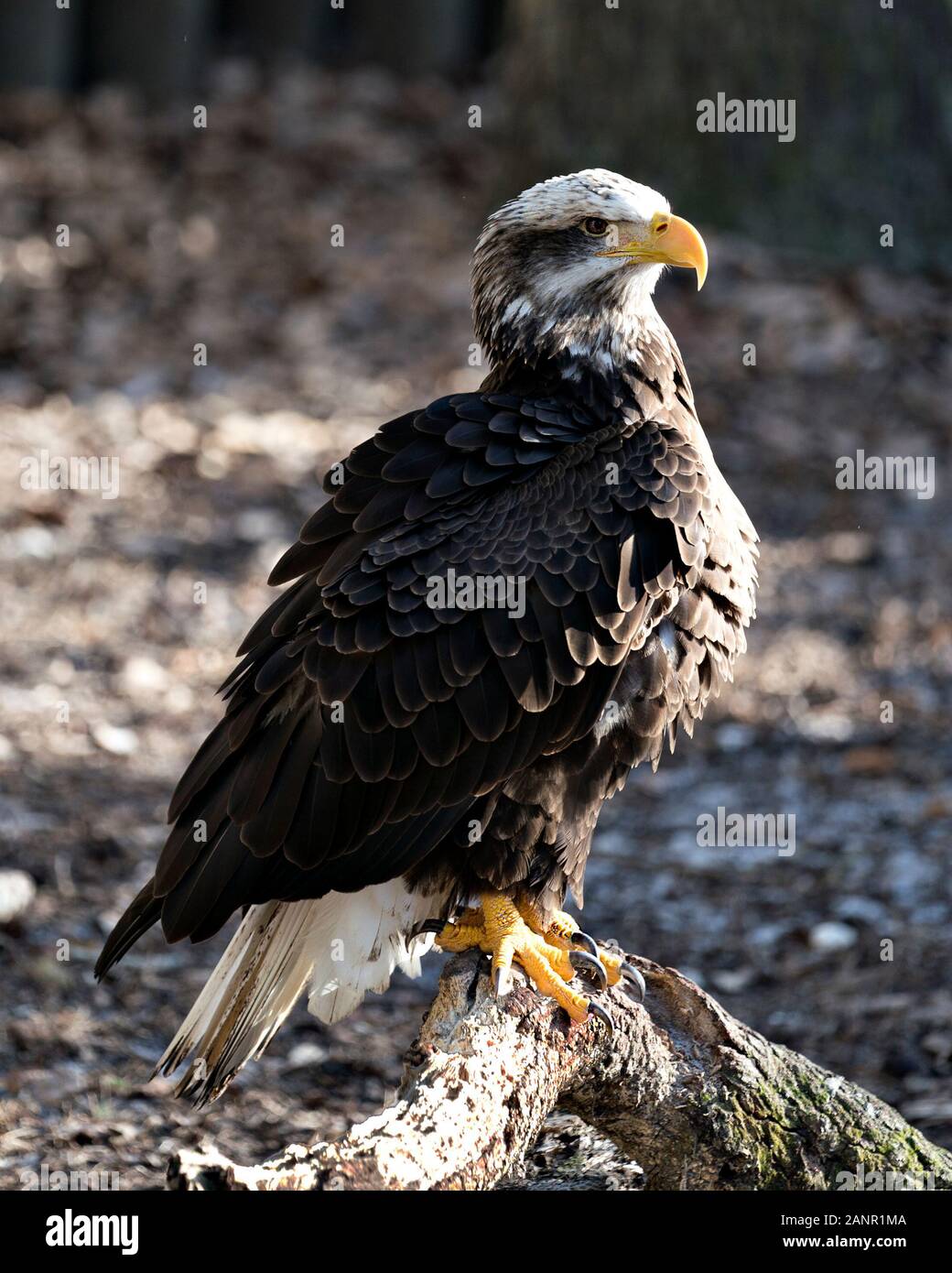 Bald Eagle juvenile image perched looking sideways on a log displaying ...