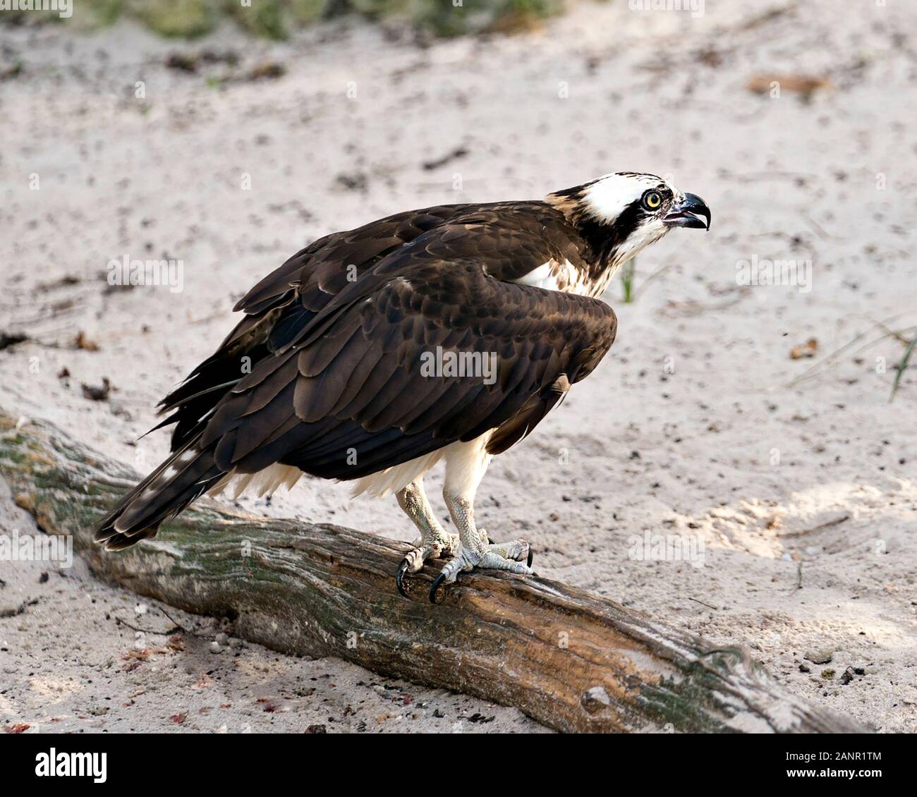 Osprey bird image perched on a log, displaying brown feathers, talons ...