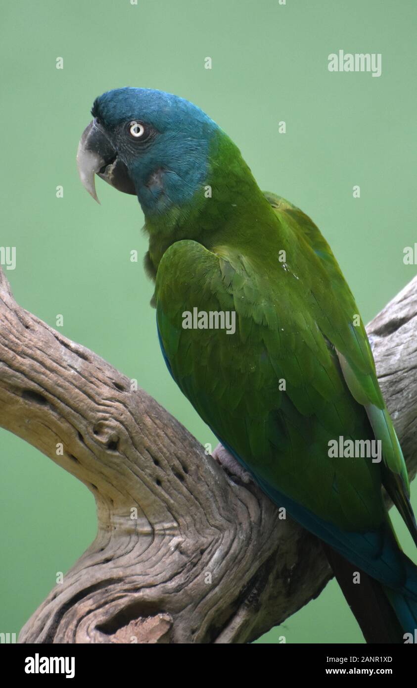 Beautiful Cuban Amazon parrot perched in a tree Stock Photo - Alamy