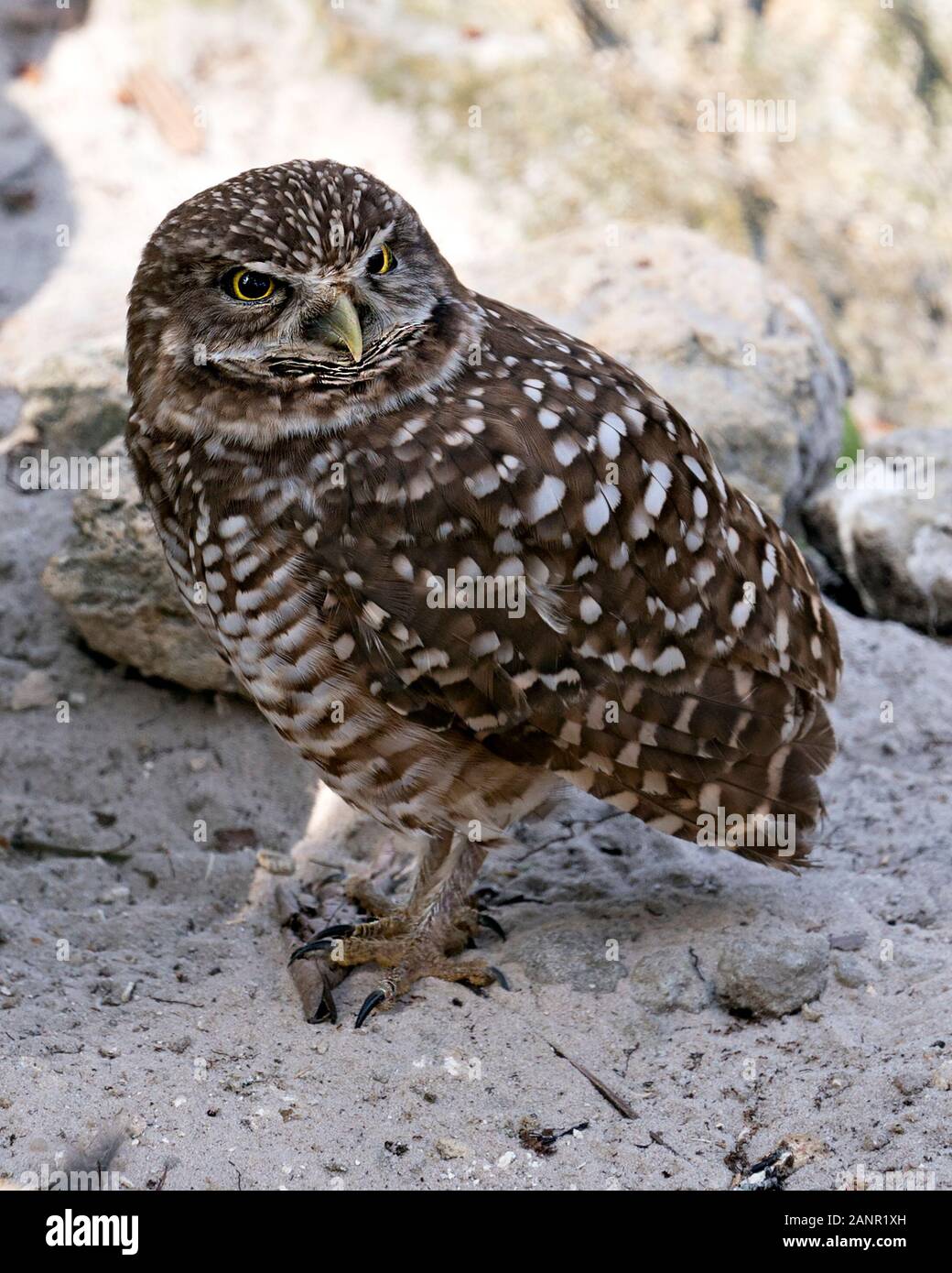 Owl close-up view on sand with rock background, displaying brown ...