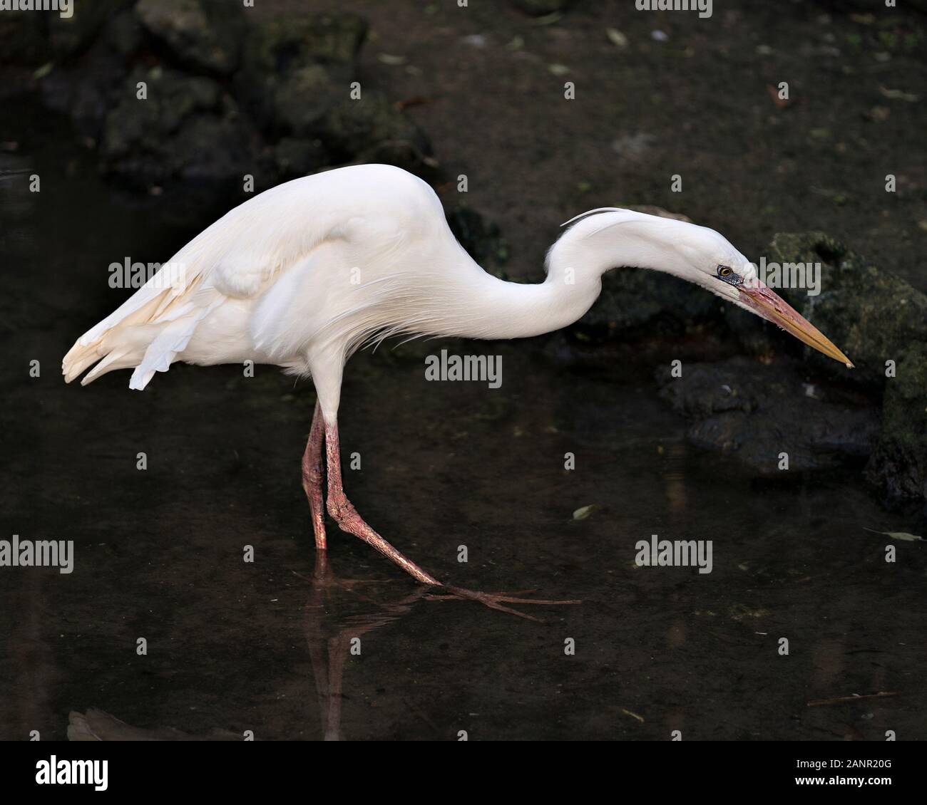 Great White Egret image walking in the water displaying beautiful white ...
