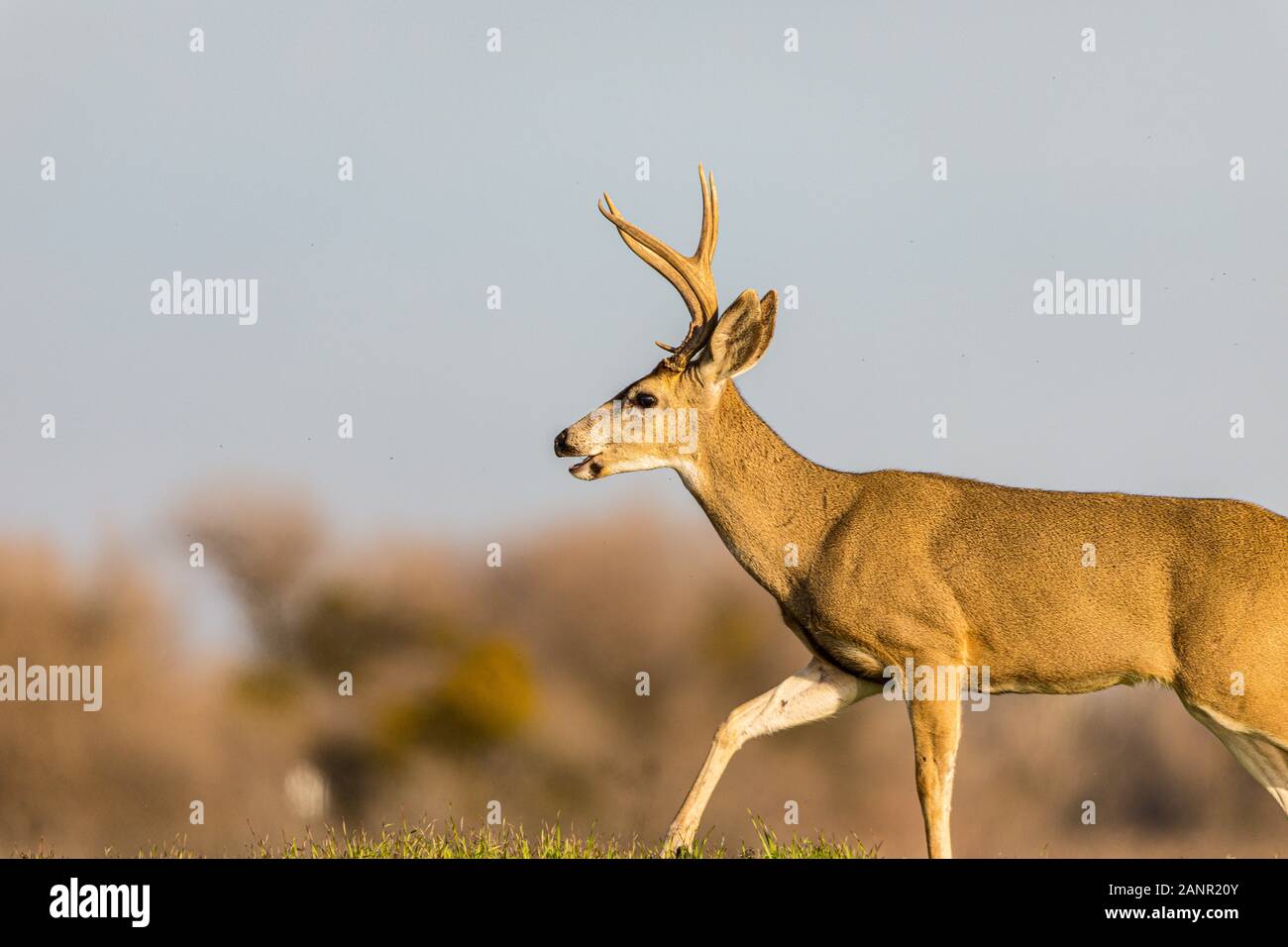 What Animals Live In The Central Valley
