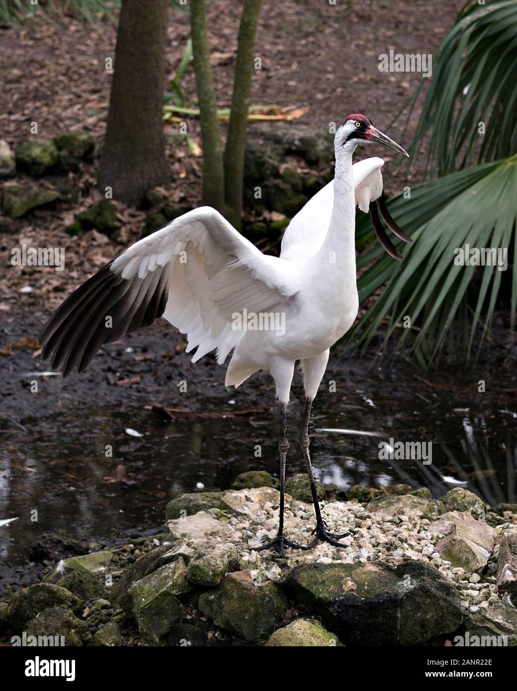 Whooping Crane image with its spread wings standing on a rock by the ...