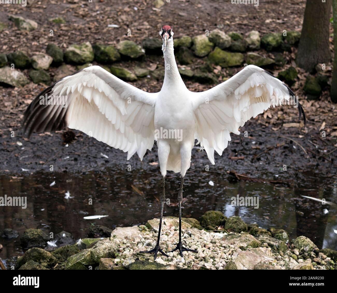 Whooping Crane image with its spread wings standing on a rock by the ...