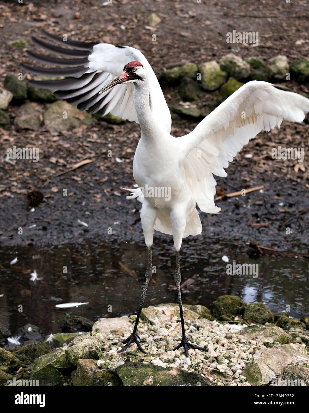 Crane species hi-res stock photography and images - Alamy