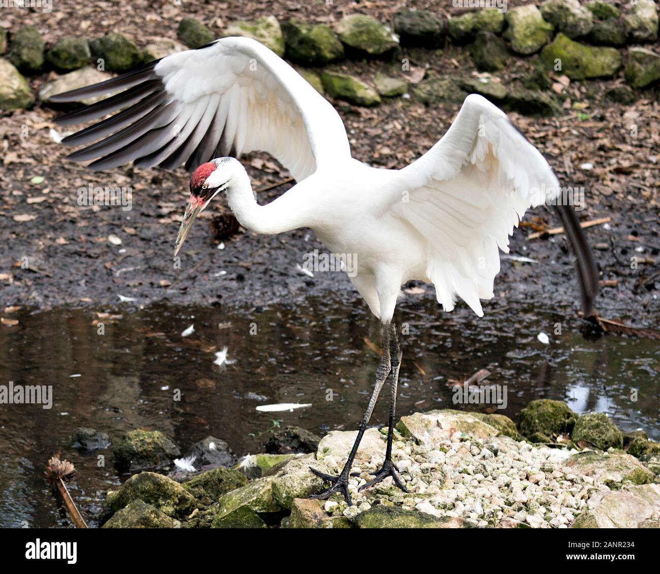 Whooping Crane image with its spread wings standing on a rock by the ...