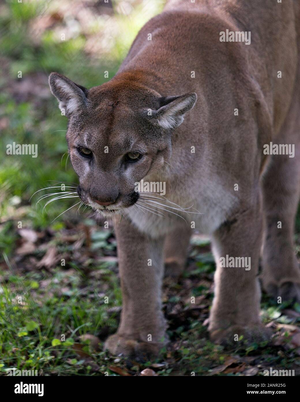 Panther animal close-up profile view image walking towards you with a ...