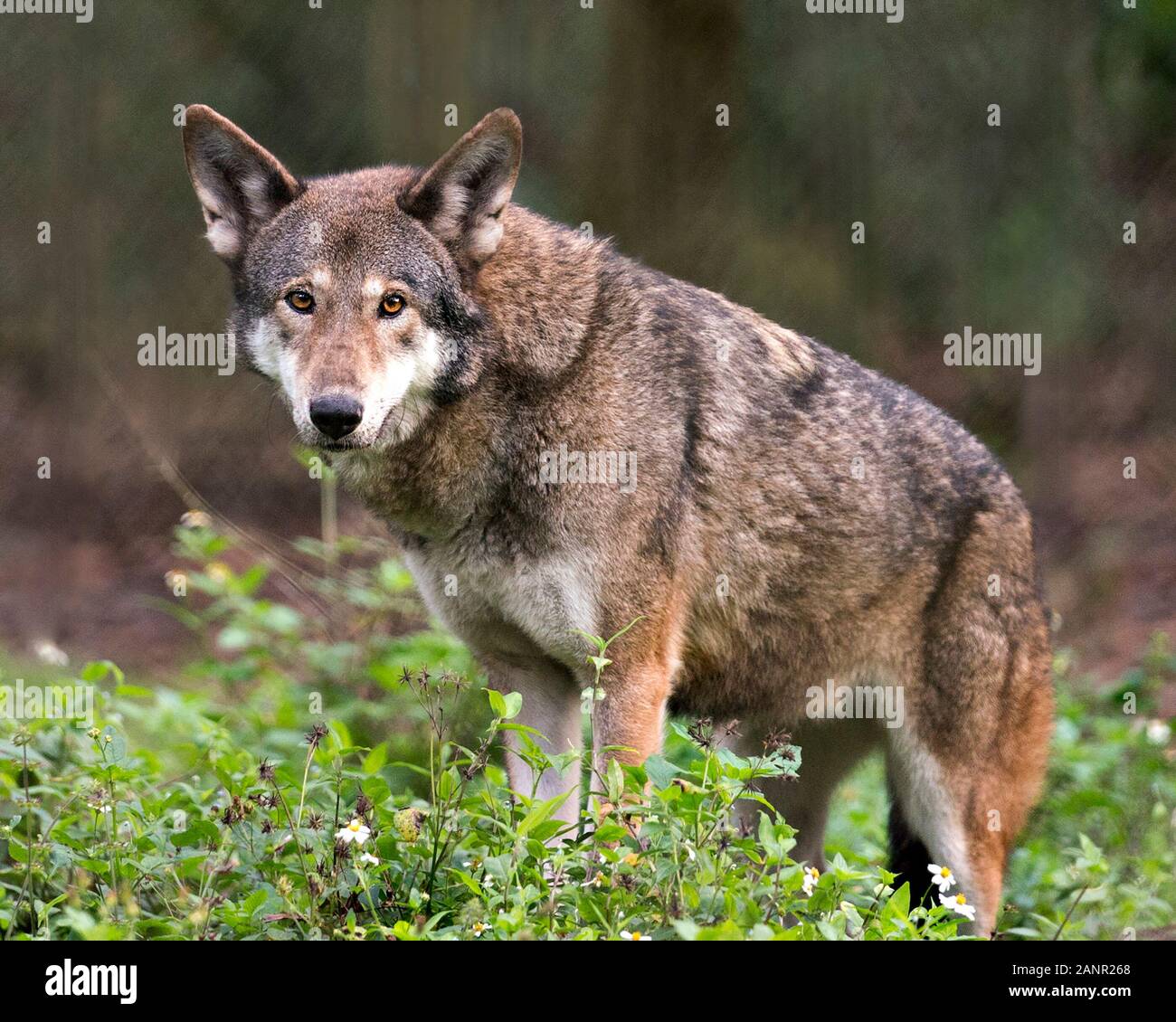 Red Wolf With Brown Eyes