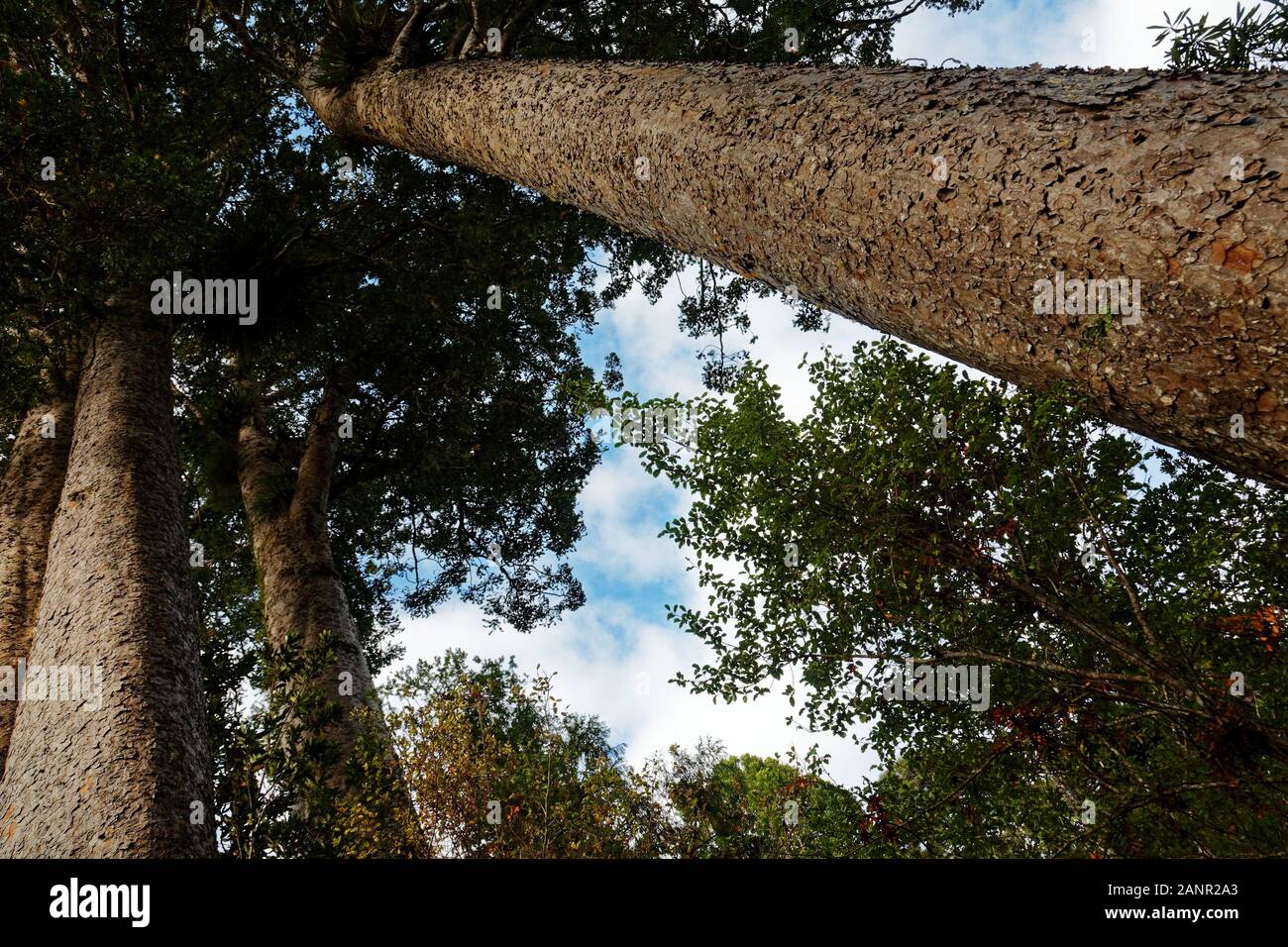 Waiau Kauri tree grove, coniferous trees of Araucariaceae in the genus ...