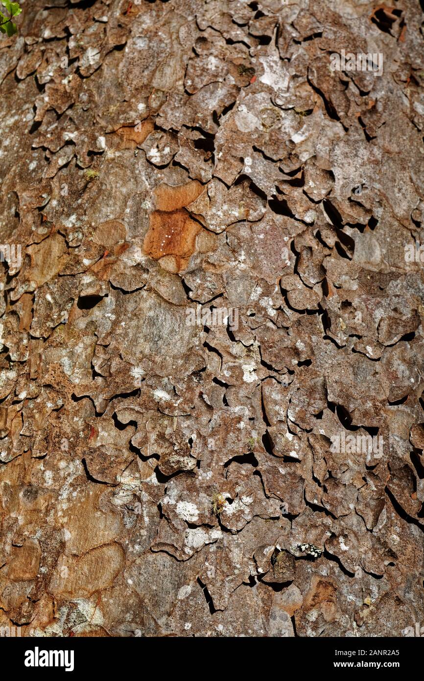 New Zealand Conifer Tree High Resolution Stock Photography and Images ...