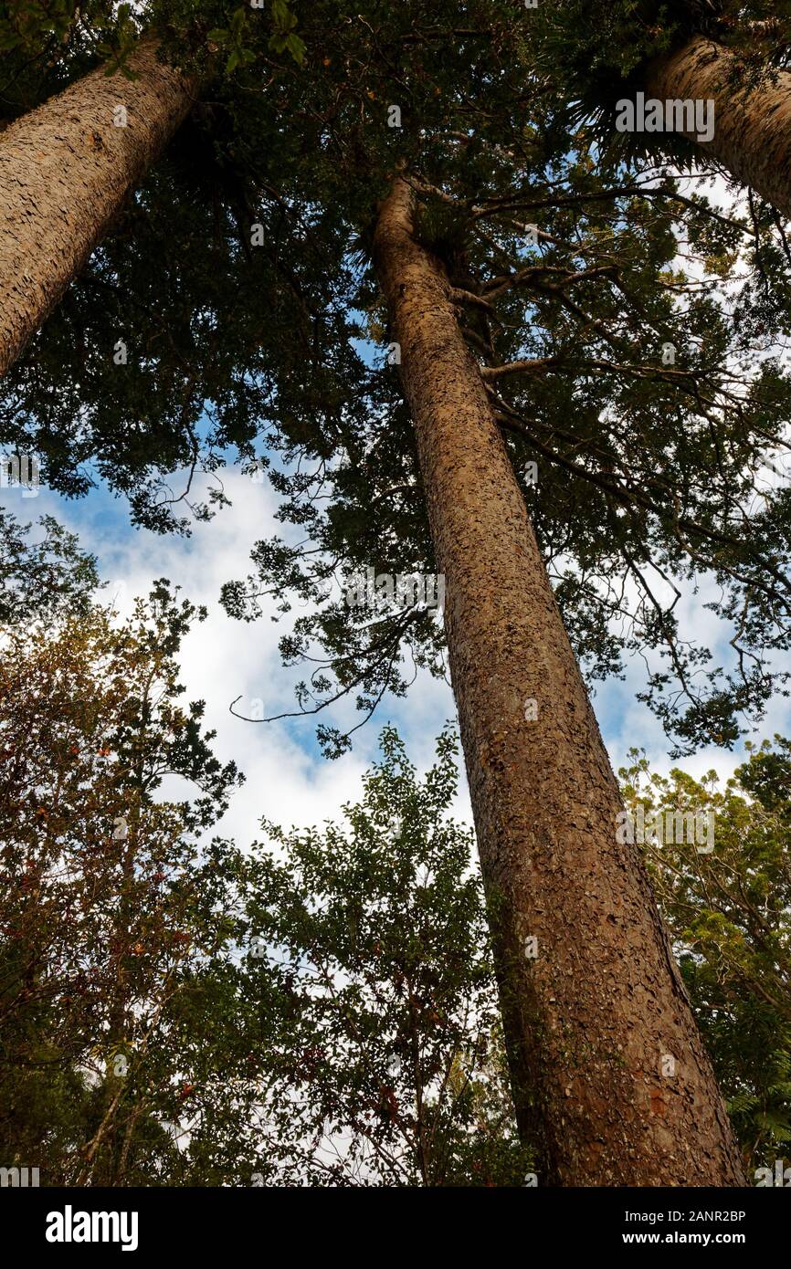 Waiau Kauri tree grove kauri, coniferous trees of Araucariaceae in the ...