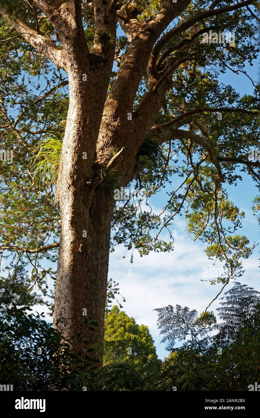 New zealand conifer tree hi-res stock photography and images - Alamy