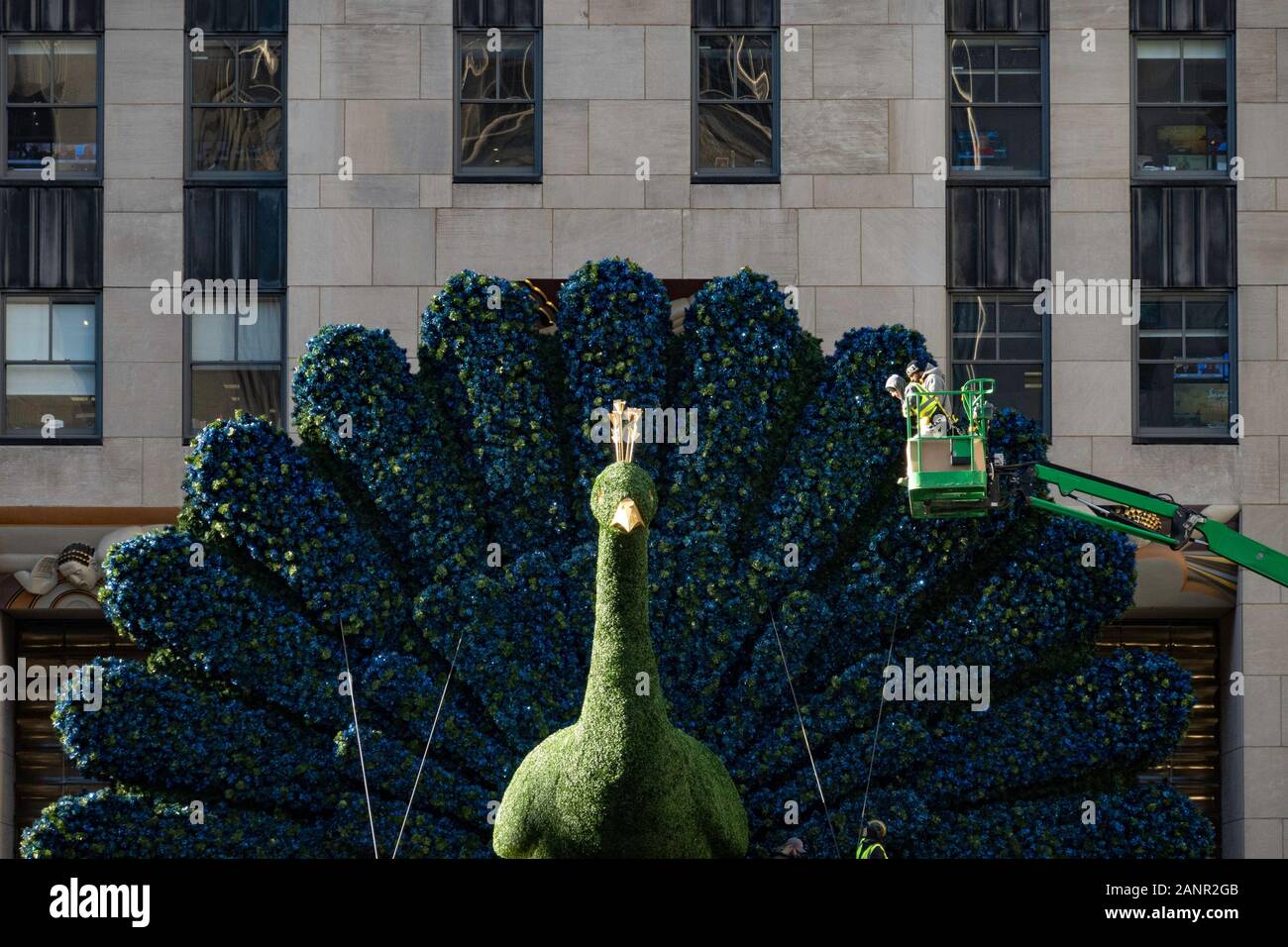 Giant Peacock installation promoting NBC streaming service is located ...