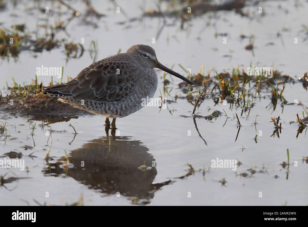 1ST Winter Long-billed Dowitcher on marsh Stock Photo - Alamy