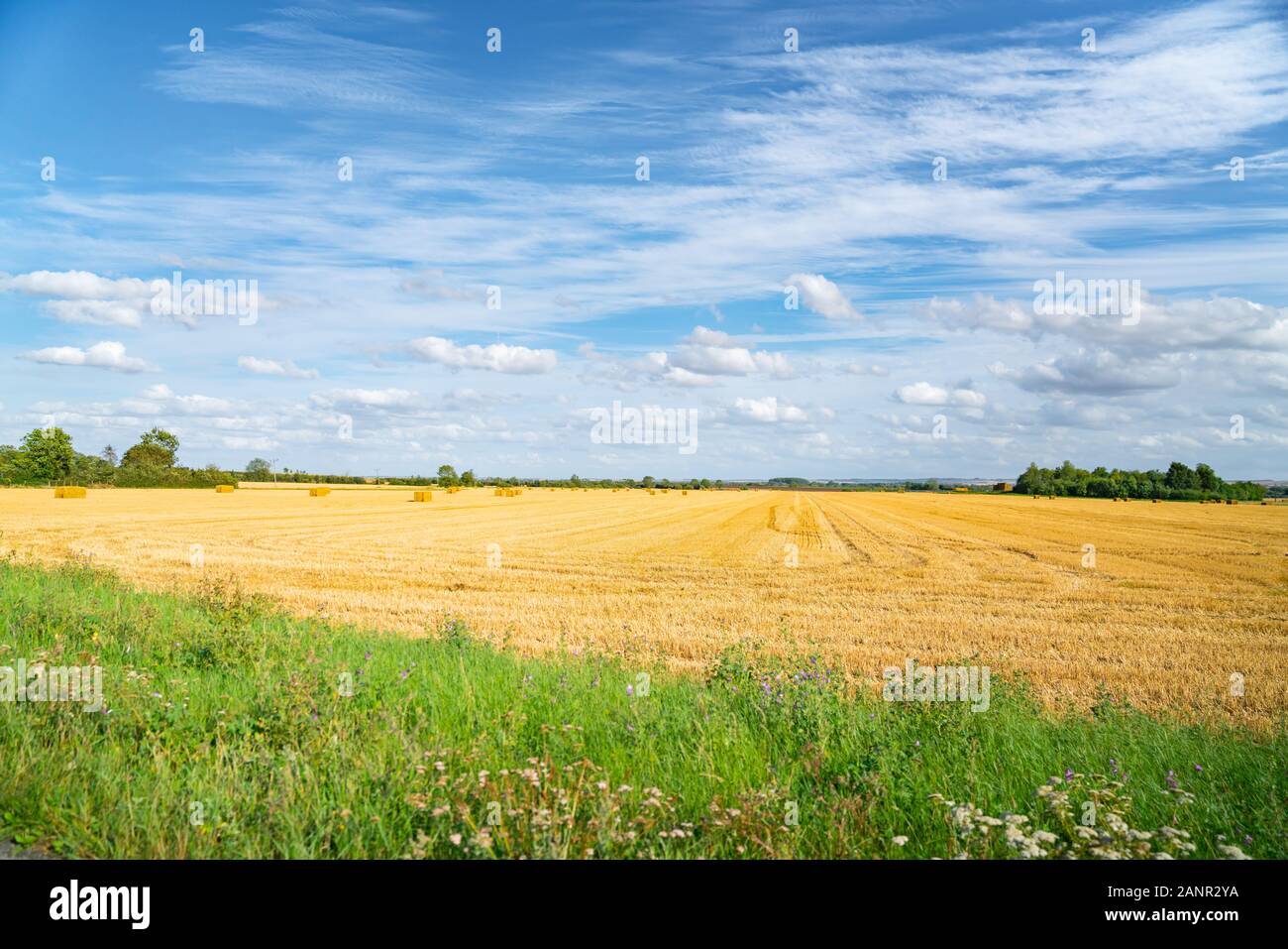 Golden field of freshly cut hay with bales under blue and cloudy sky in ...