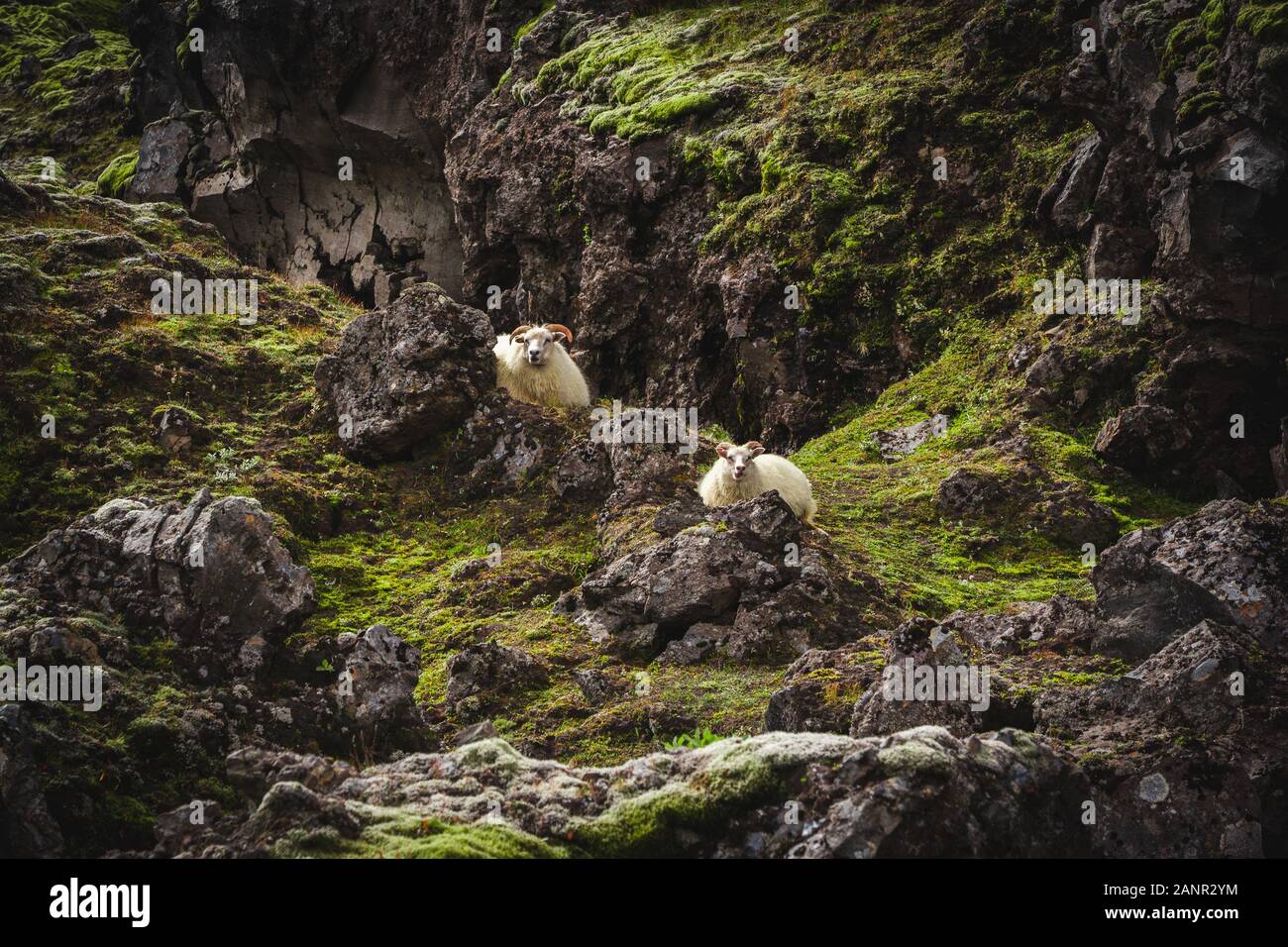 Sheep on a moss field in Icelandic Highlands August 2018 Stock Photo ...