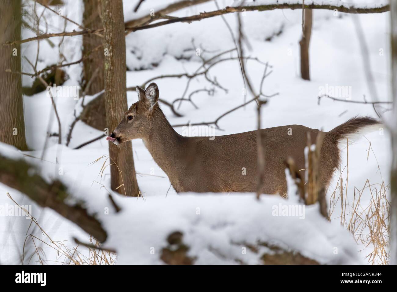 Deer. The white-tailed deer also known as the whitetail or Virginia ...