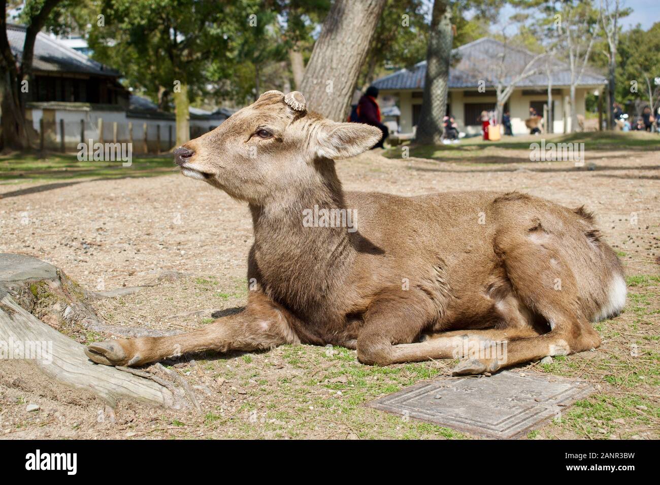 Deer in deer park in Nara Park near Kyoto, Japan Stock Photo - Alamy