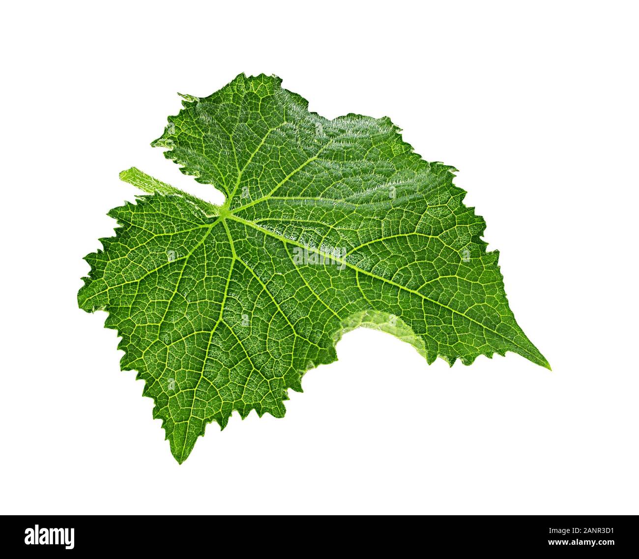 Cucumber leaf isolated on a white background Stock Photo - Alamy