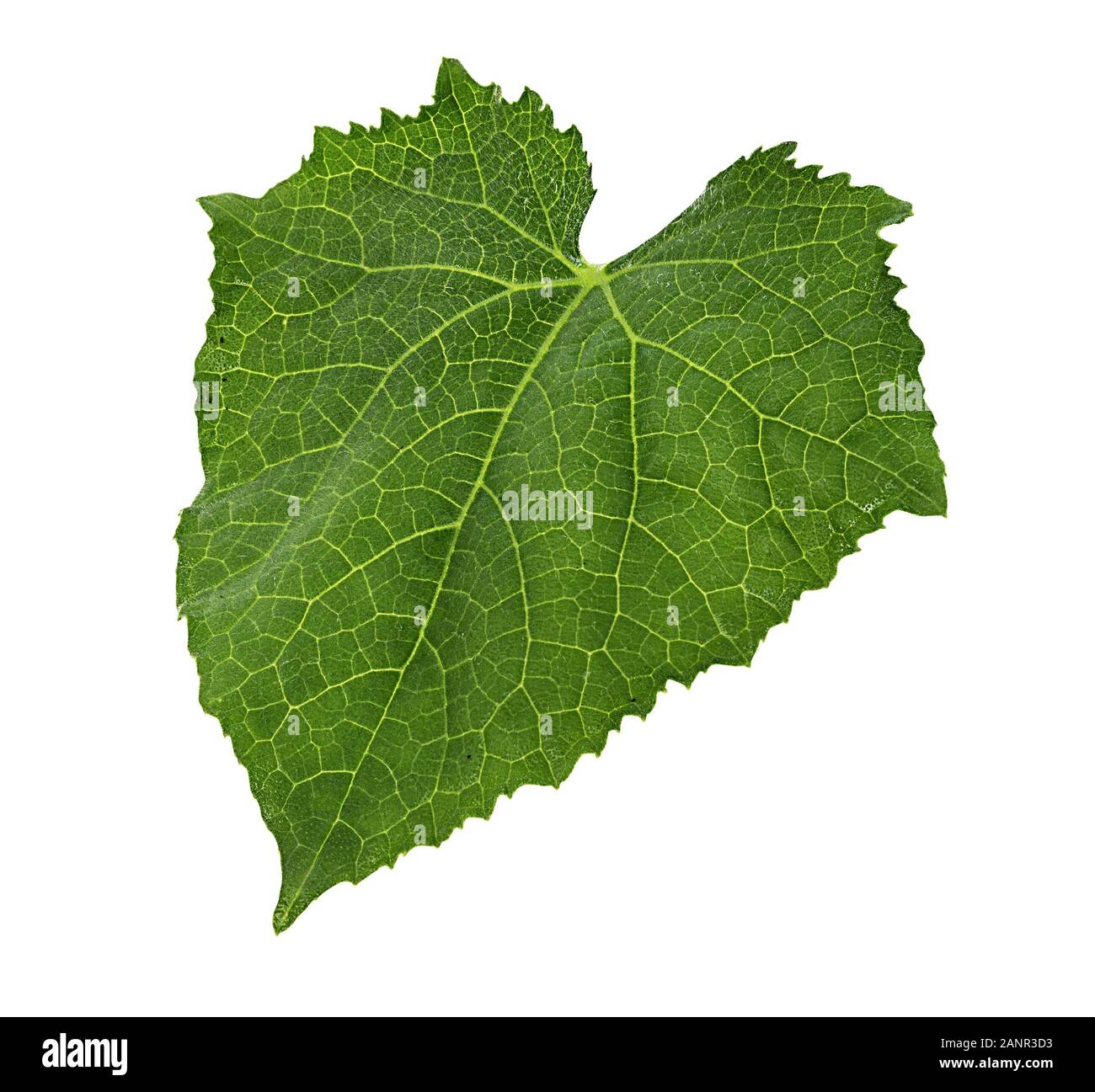 Cucumber leaf isolated on a white background Stock Photo - Alamy