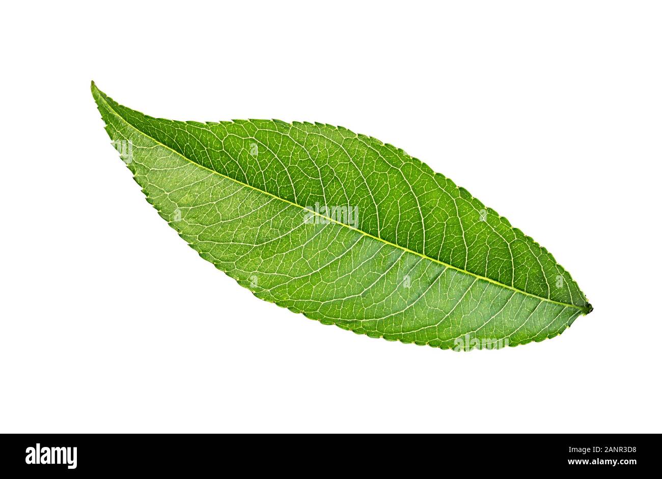 Peach leaf isolated on white background Stock Photo - Alamy