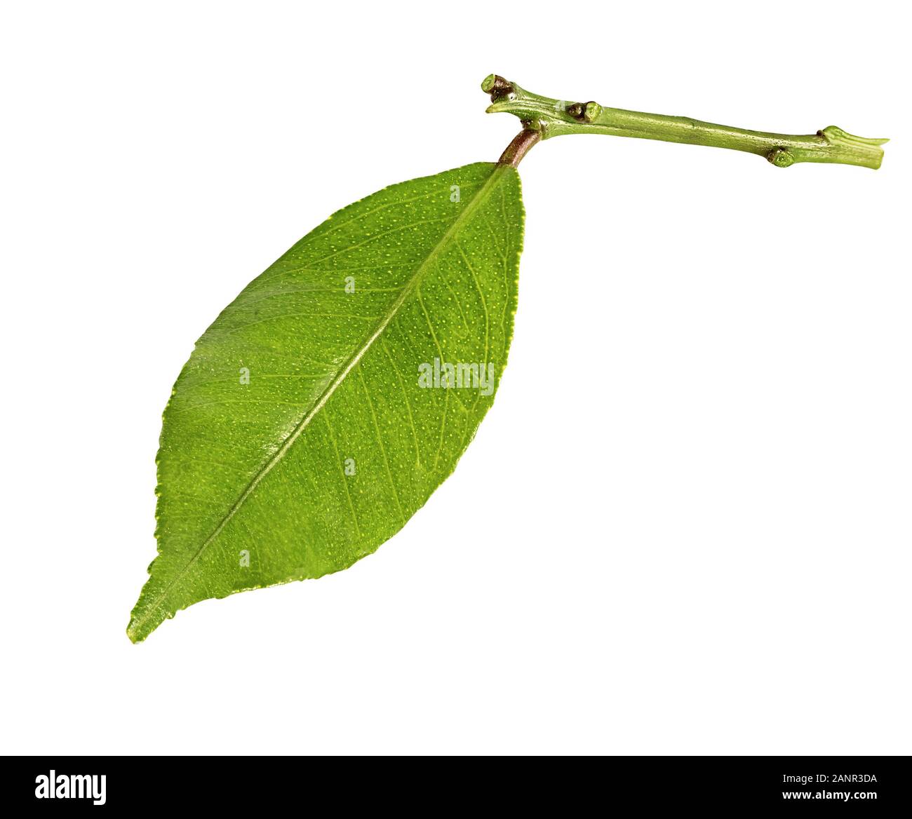 Fresh lemon leaf hi-res stock photography and images - Alamy