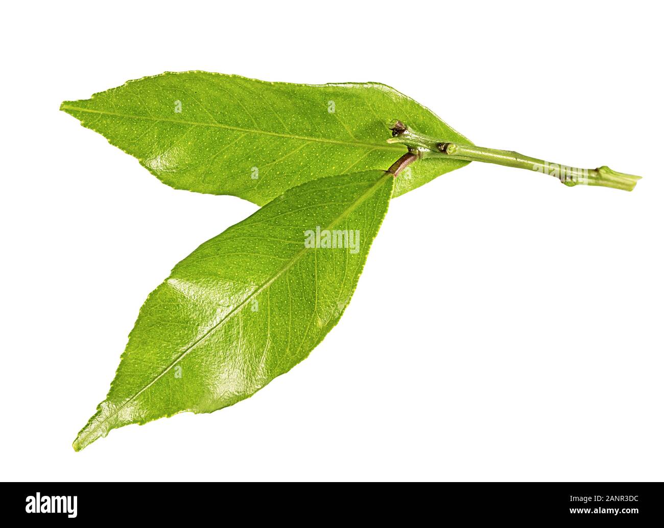 Fresh lemon and lime leaf isolated on white background Stock Photo - Alamy