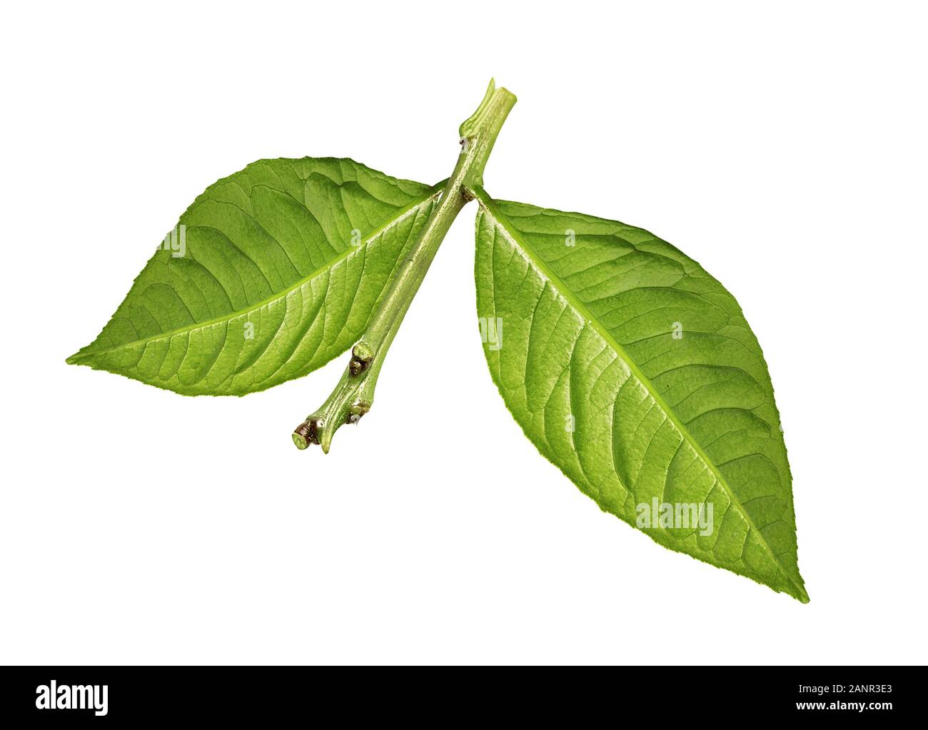 Fresh lemon and lime leaf isolated on white background Stock Photo - Alamy