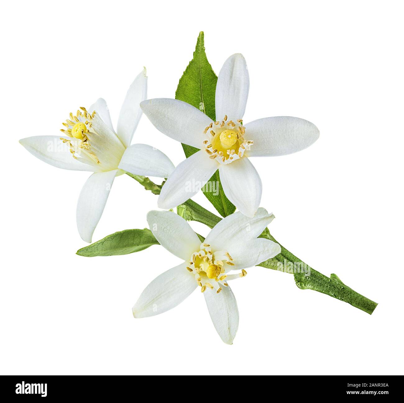 lemon flower isolated on white background Stock Photo - Alamy