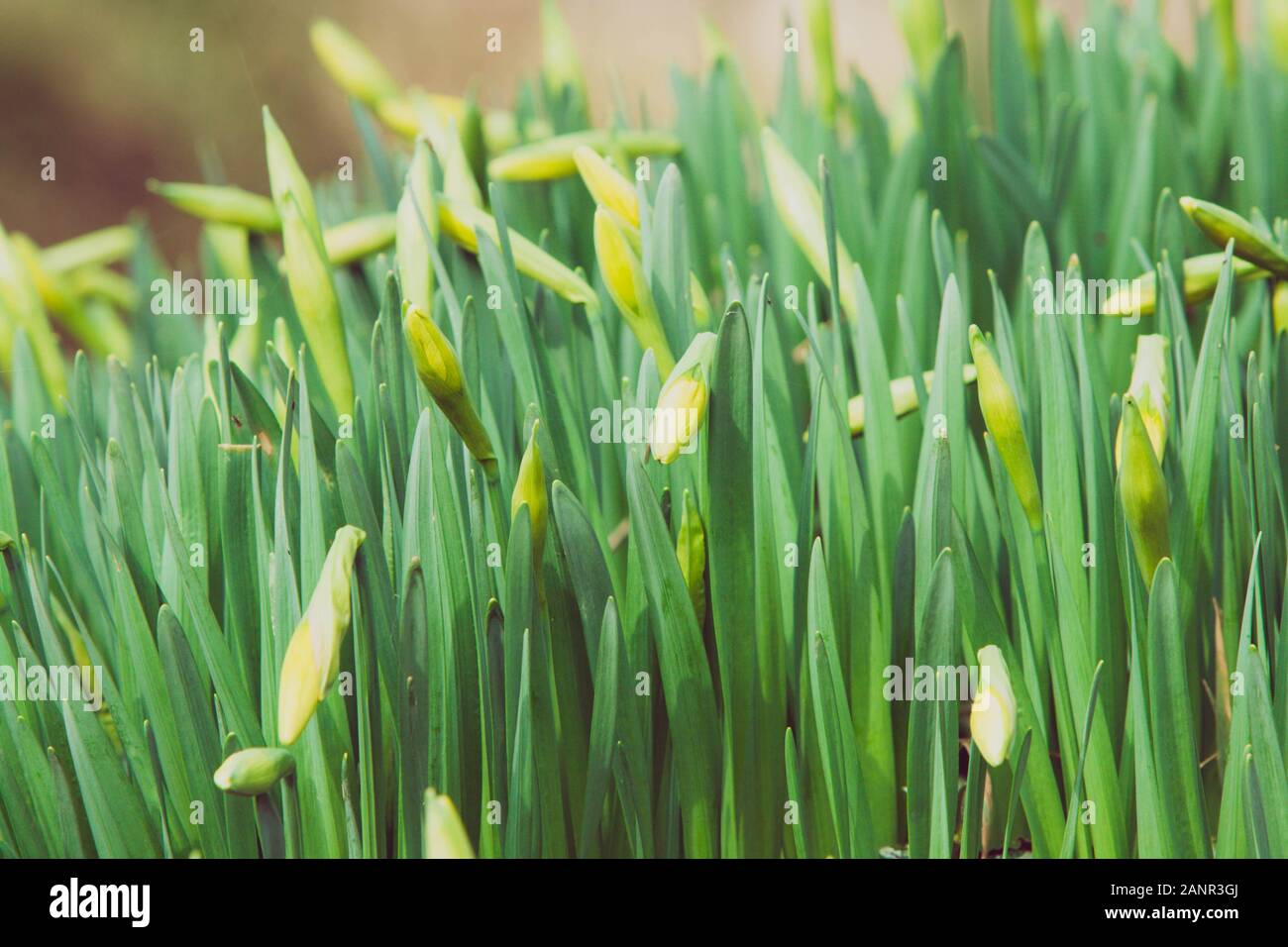 beautiful fresh spring daffodils in springtime Stock Photo - Alamy