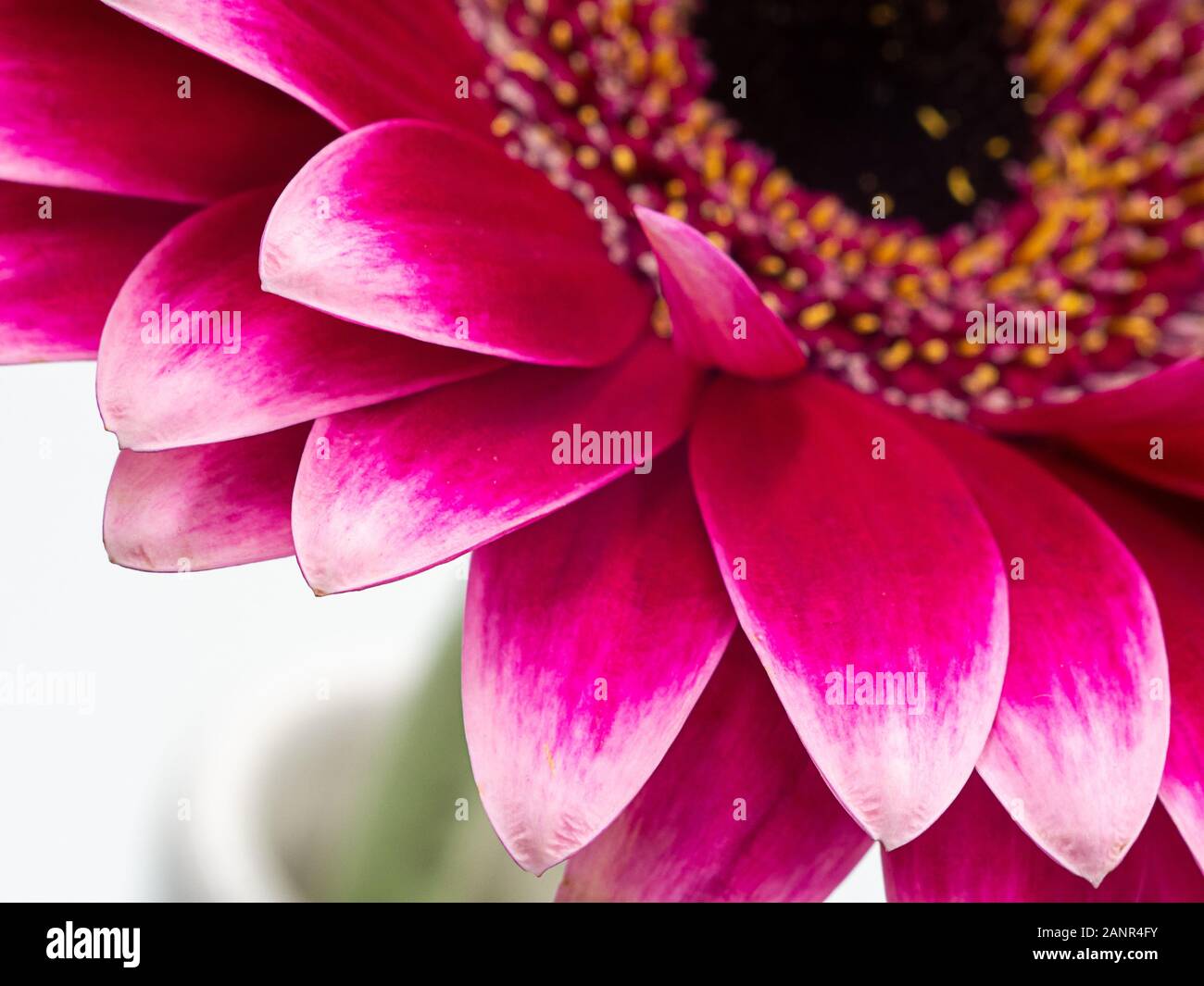 beautiful pink gerbera daisy flower isolated close up Stock Photo - Alamy