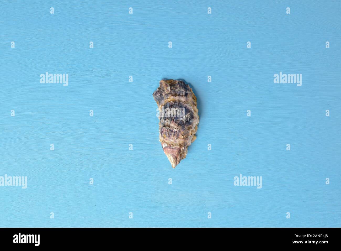 Oyster in shell hi-res stock photography and images - Alamy