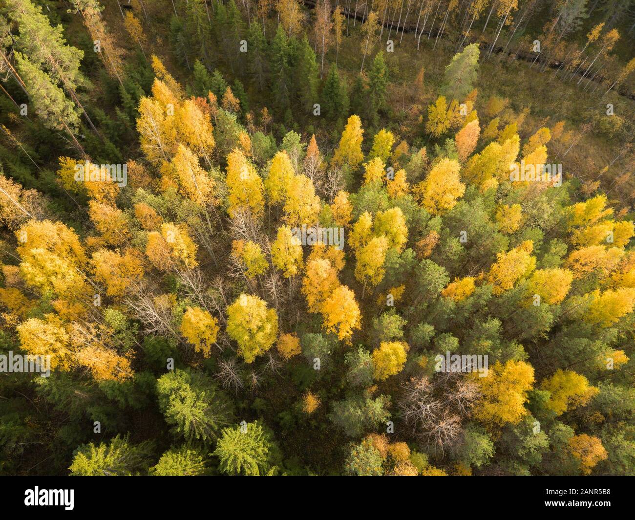 Yellow coloured trees hi-res stock photography and images - Alamy