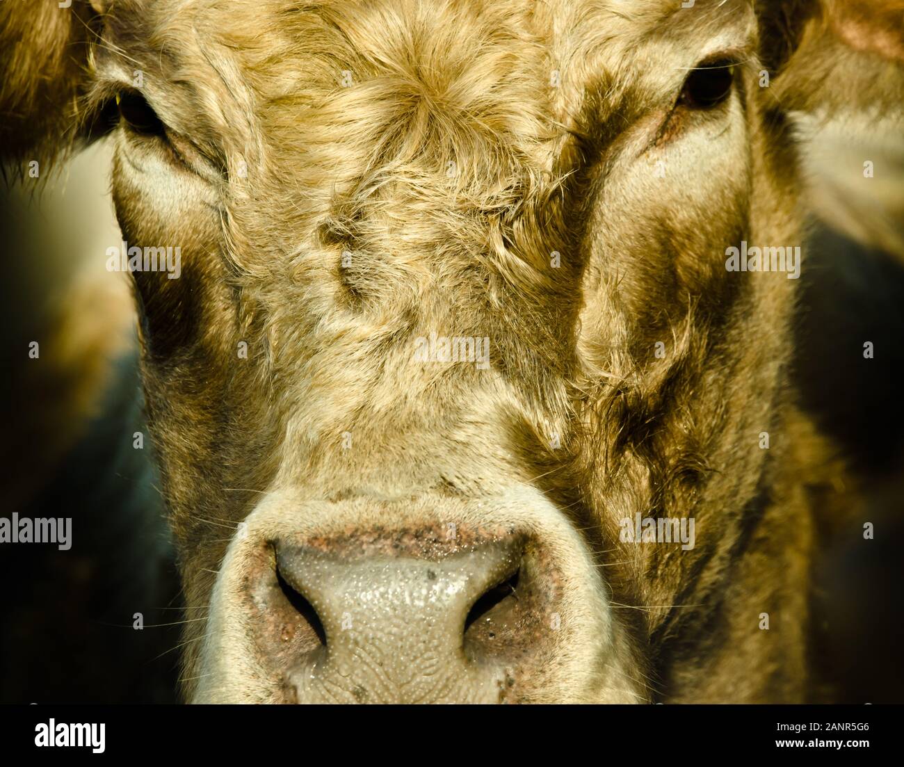 Portrait of a beautiful cow in the daylight Stock Photo - Alamy