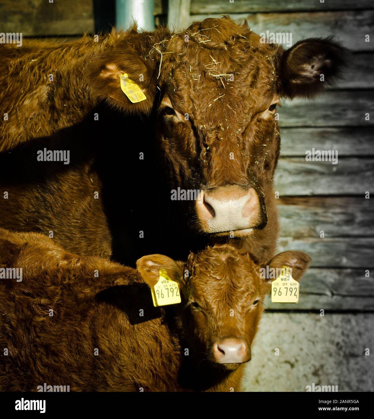 Portrait of a cow, mother, and her brown calf Stock Photo - Alamy