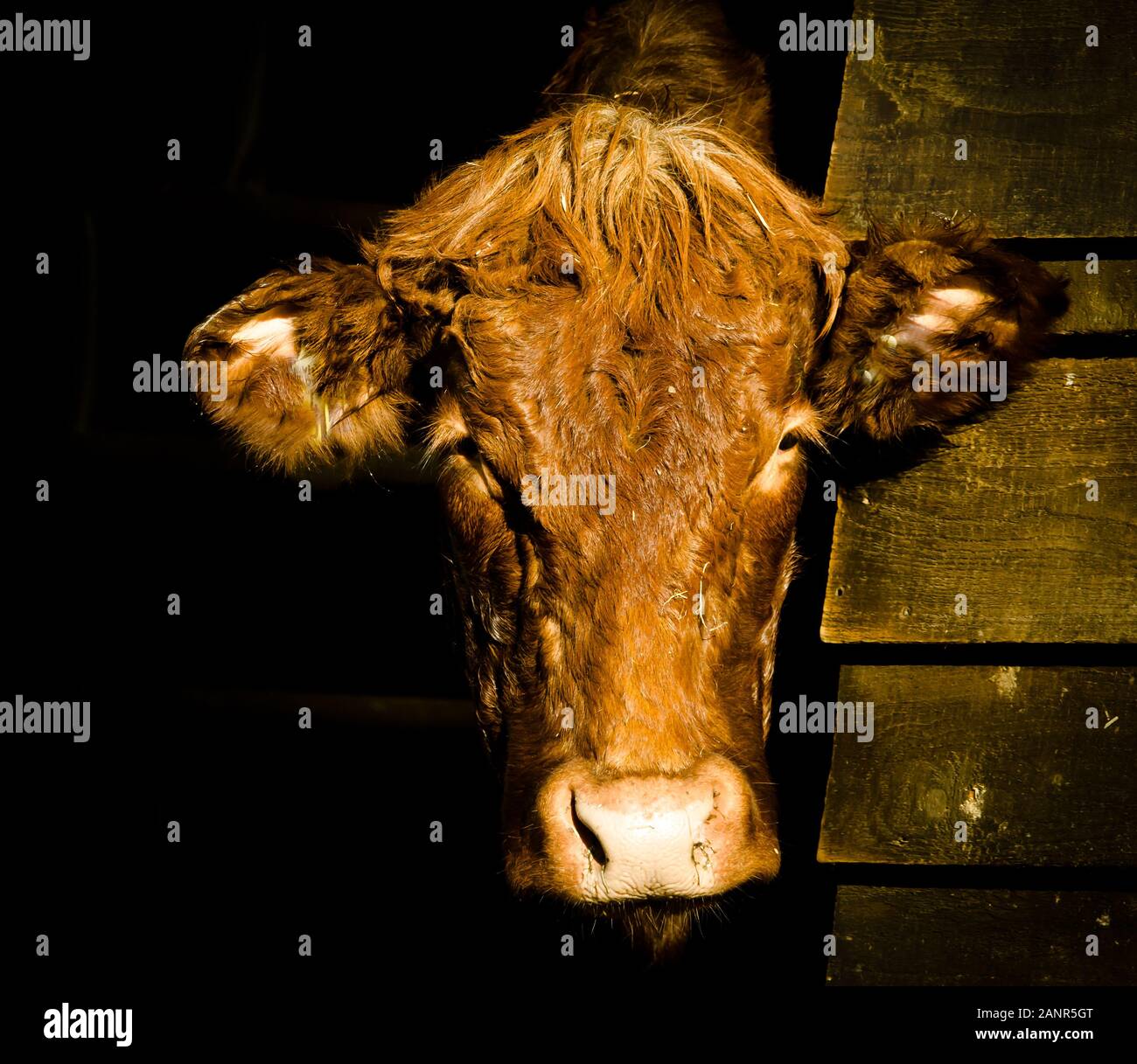Portrait of a beautiful cow in the daylight Stock Photo - Alamy