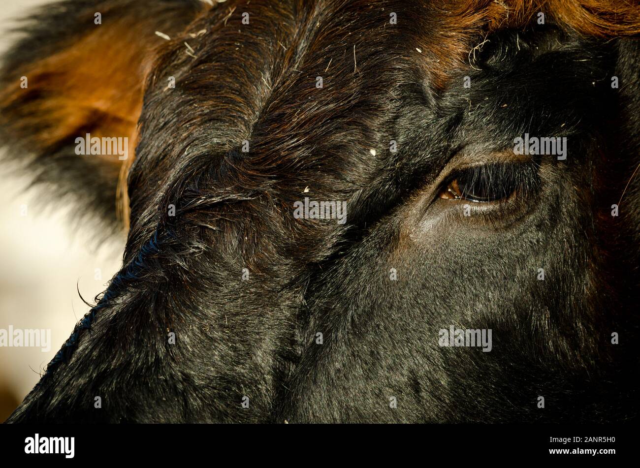 Portrait of a beautiful cow in the daylight Stock Photo - Alamy