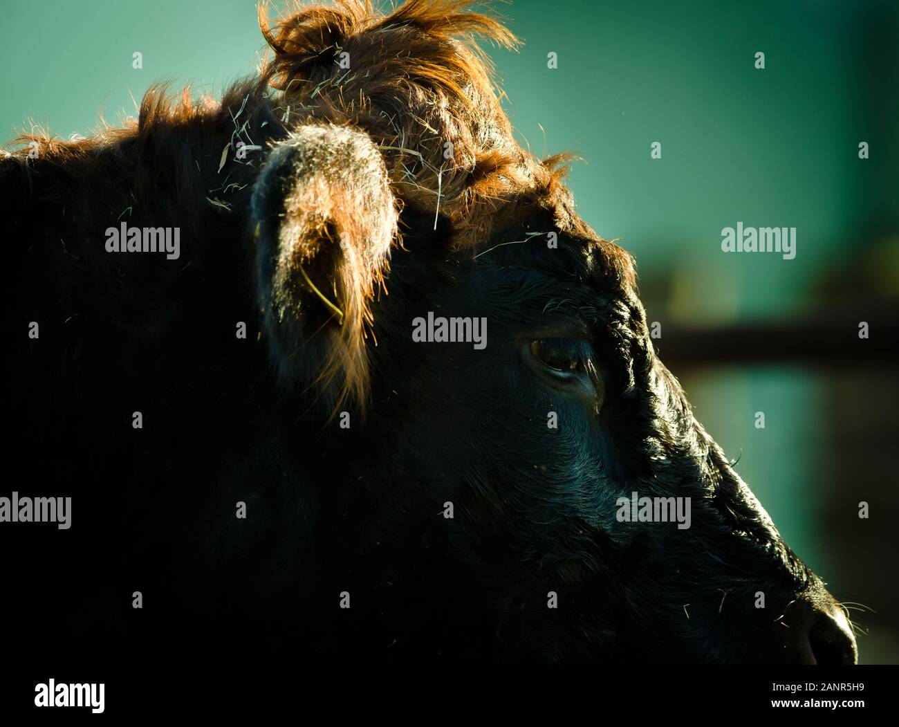 Portrait of a beautiful cow in the daylight Stock Photo - Alamy
